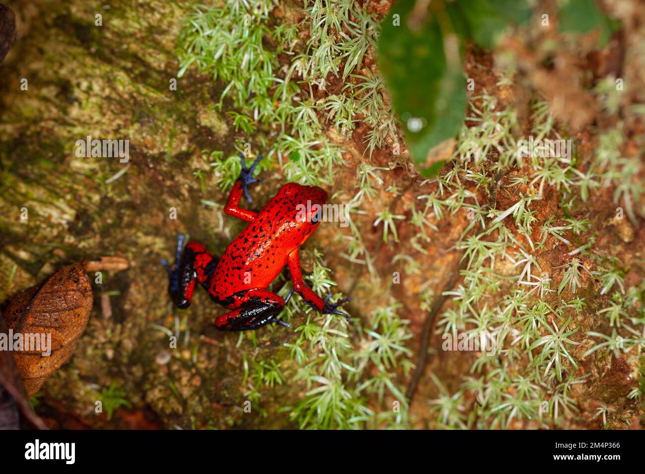 Strawberry tree frog hi-res stock photography and images - Alamy