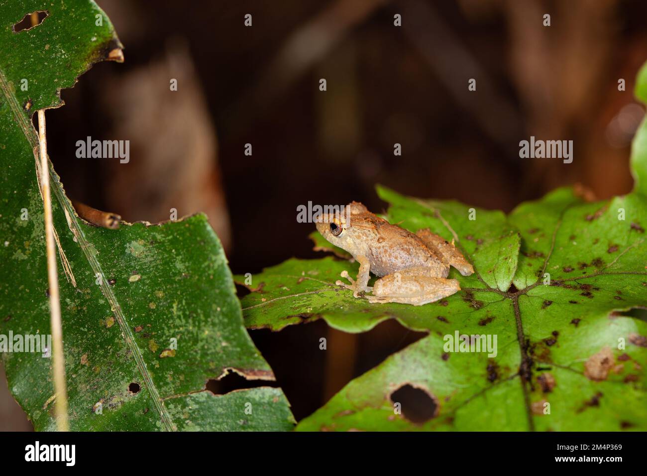Common dink frog Stock Photo - Alamy