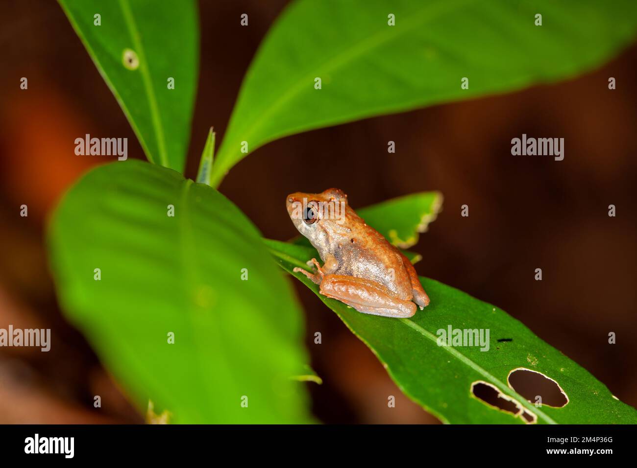 Diastema hi-res stock photography and images - Alamy