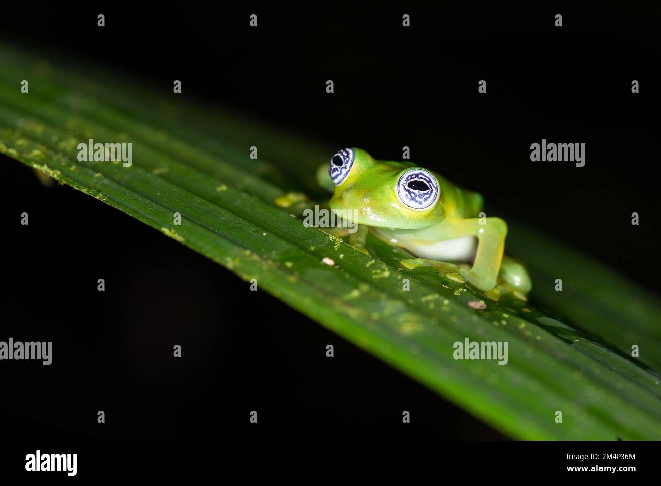 Ghost frog species hi-res stock photography and images - Alamy