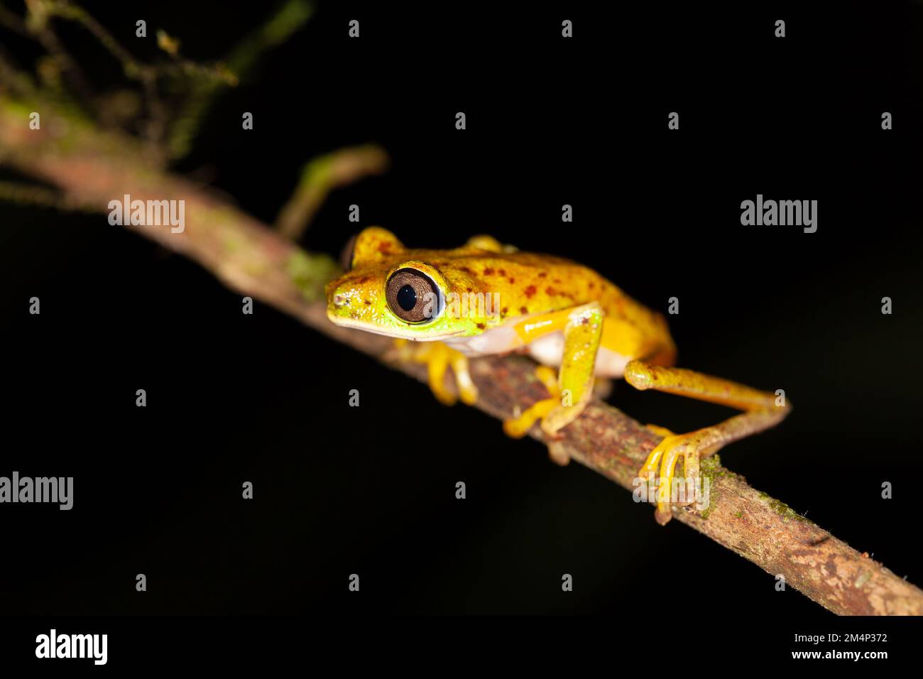 Lemur tree frog hi-res stock photography and images - Alamy