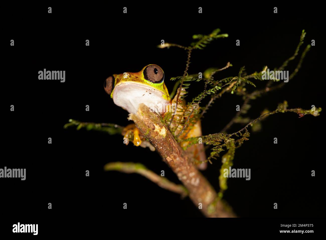 Lemur tree frog hi-res stock photography and images - Alamy