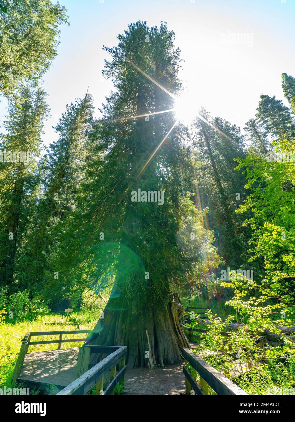 Giant cedar tree hi-res stock photography and images - Alamy