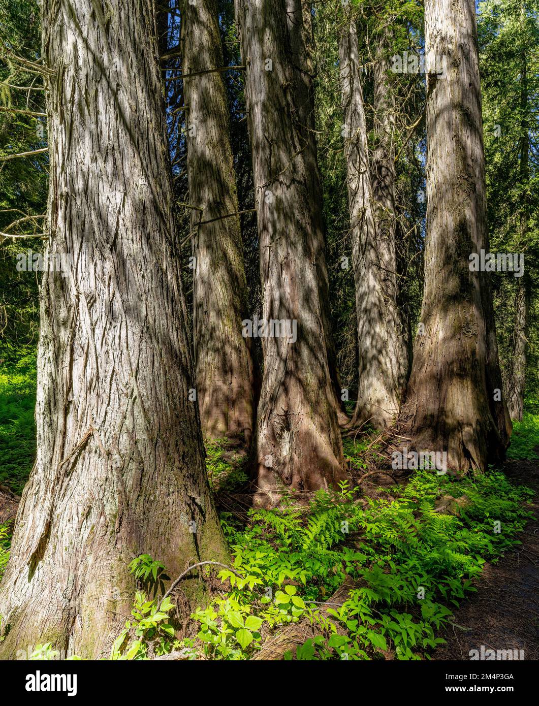 Ferns line a trail in a cedar tree forest Stock Photo - Alamy