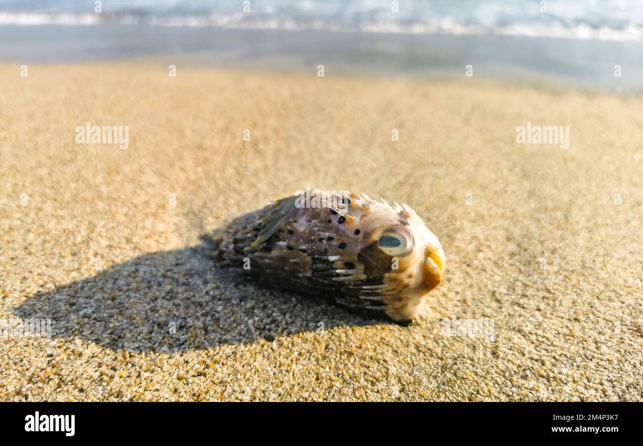 Dead puffer fish washed up on the beach lies on the sand in Zicatela ...