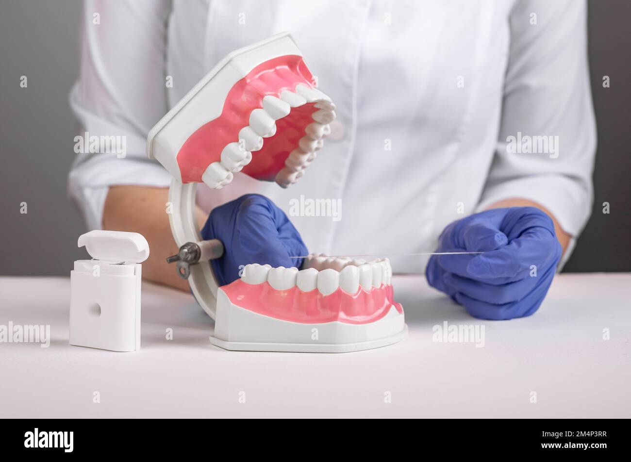 Doctor using dental floss for white clean healthy teeth of jaw model ...