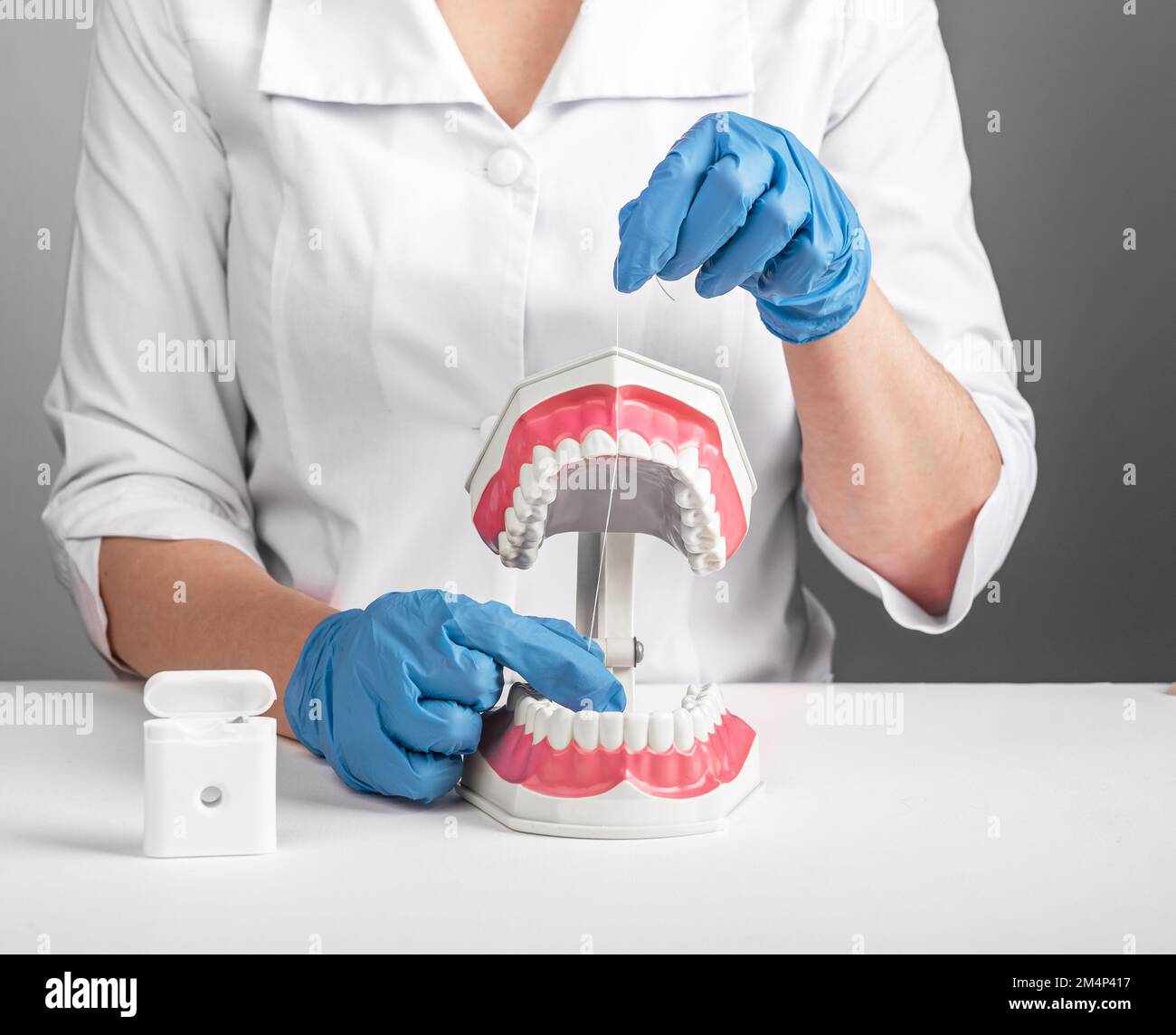 Using dental floss for white clean healthy teeth of jaw model. Oral ...