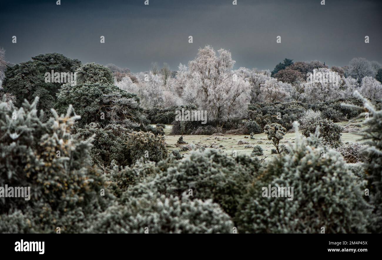Gorse bushes hi-res stock photography and images - Alamy