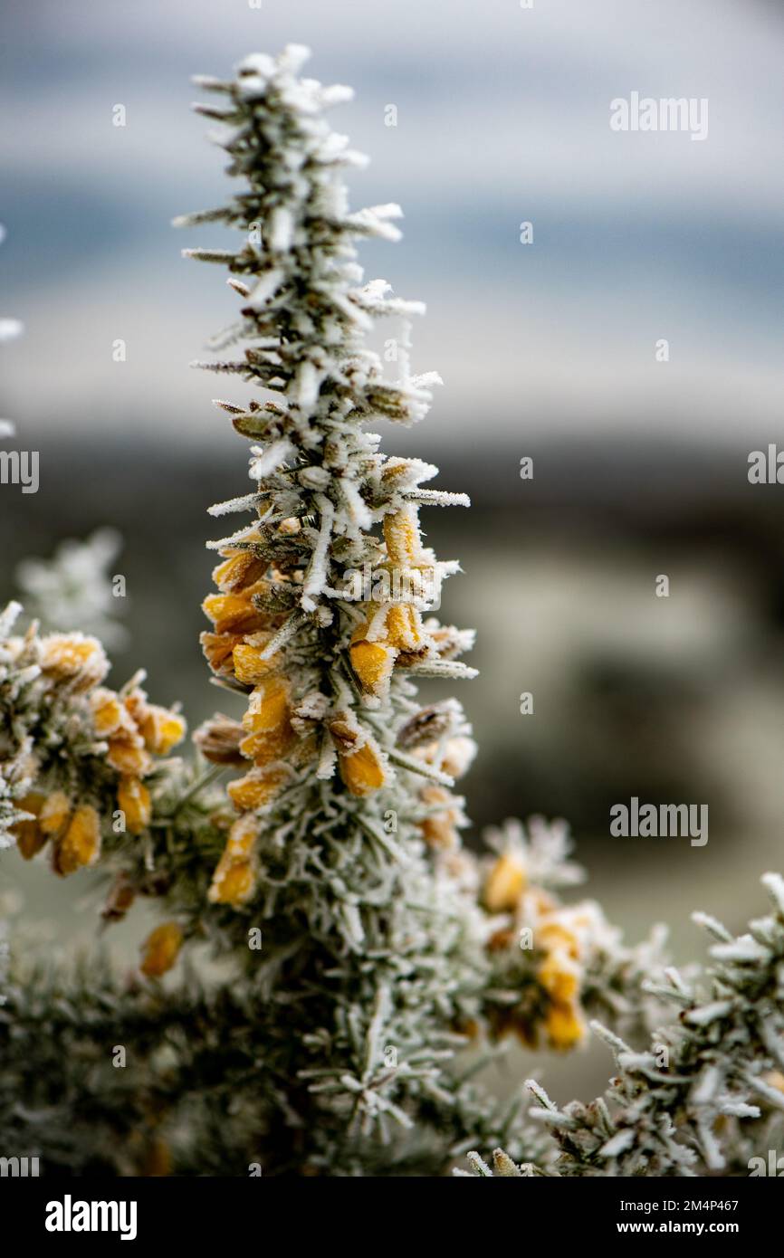Close-up of frozen gorse bush in flower during the winter ice cold snap ...