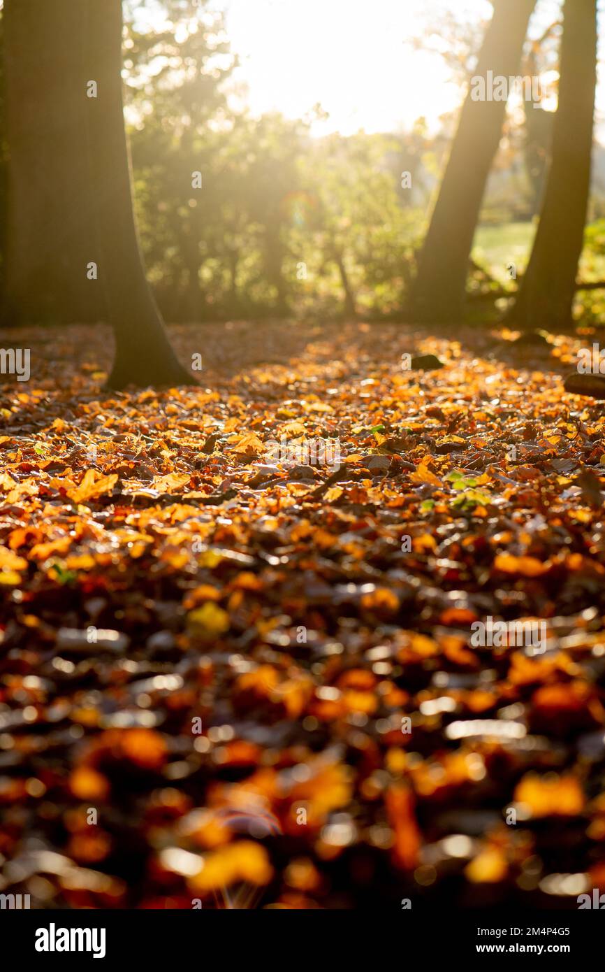 Highlighting biodiversity hi-res stock photography and images - Alamy