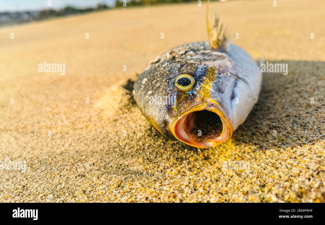 Dead fish washed up on the beach lying on the sand in Zicatela Puerto ...
