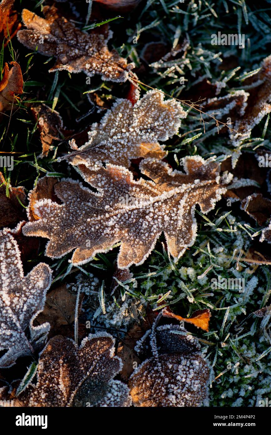 Frozen Oak leaves lie on the forest floor at New Forest Hampshire taken ...