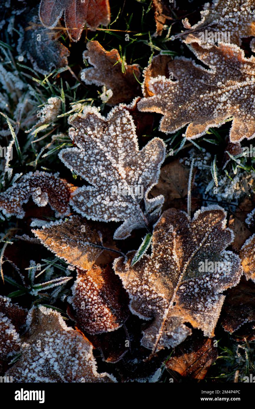 Frozen Oak leaves lie on the forest floor at New Forest Hampshire taken ...