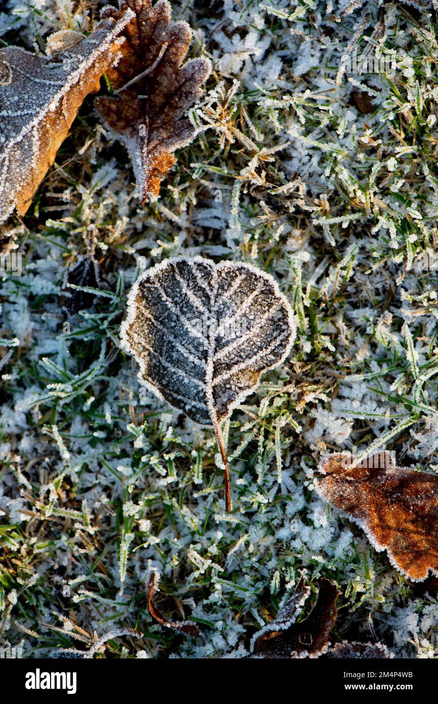 Close-up of Frozen autumnal leaf on frosty grass background showing ...