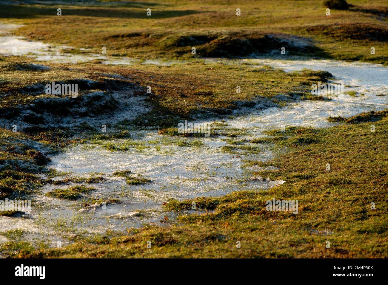 Frozen meandering stream in the New Forest wetlands Hampshire England ...