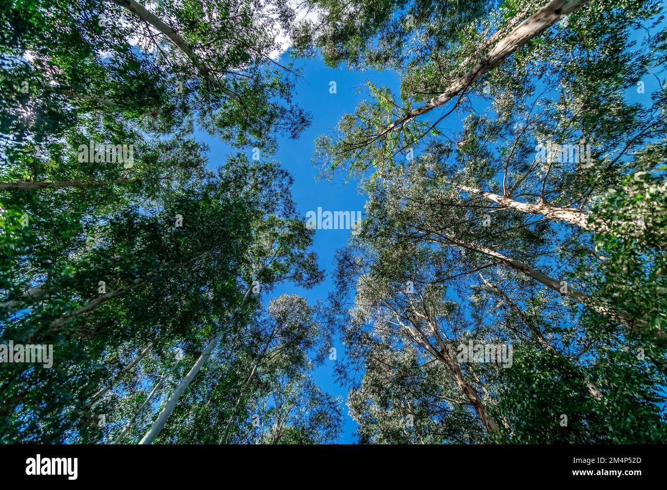 tree crowns in the forest Stock Photo - Alamy