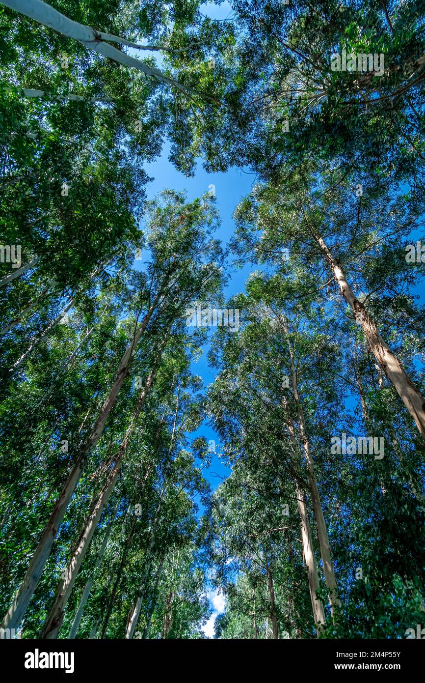 tree crowns in the forest Stock Photo - Alamy