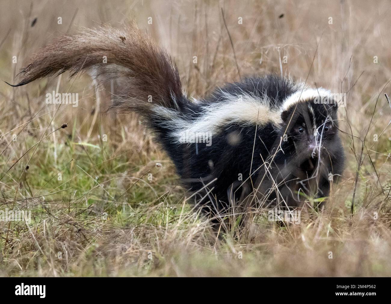 Aggressive during breeding hi-res stock photography and images - Alamy
