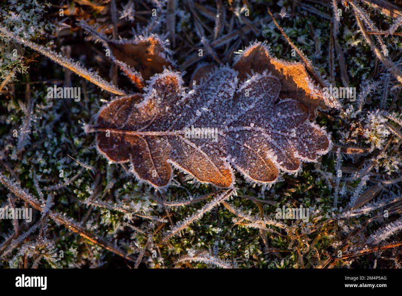 Frozen Oak leaves lie on the forest floor at New Forest Hampshire taken ...