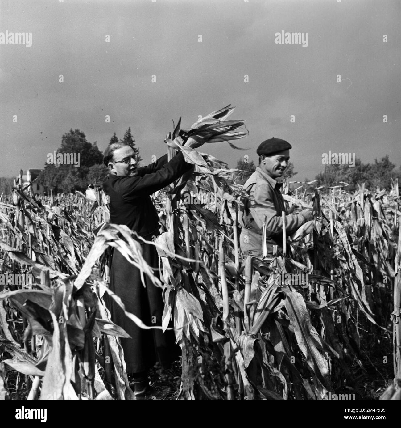 Hybrid Corn - Visit to the Madeleine Farm Near Pau. Photographs of ...