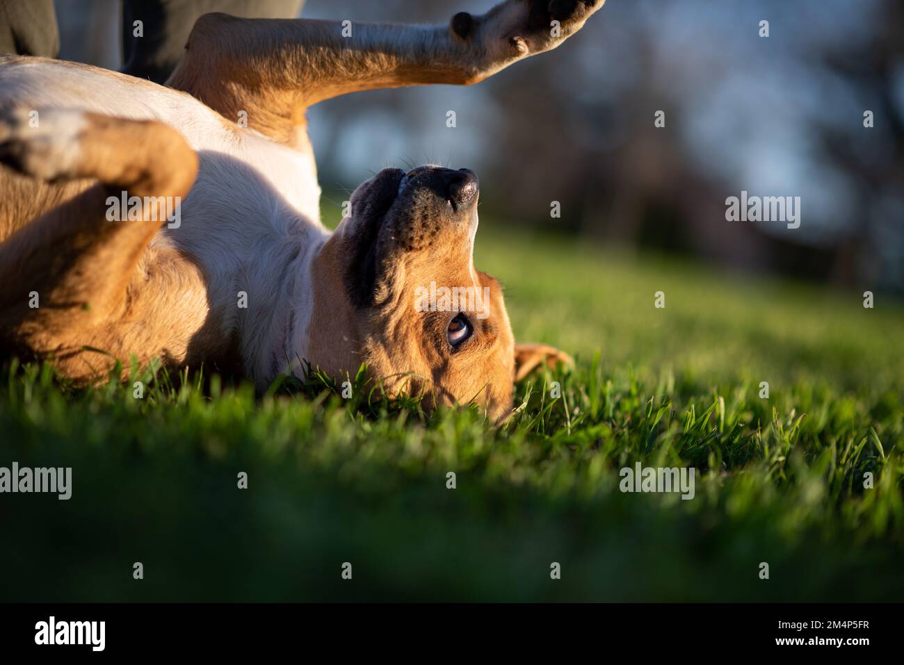 Playful dog having some fun in the countryside Stock Photo - Alamy
