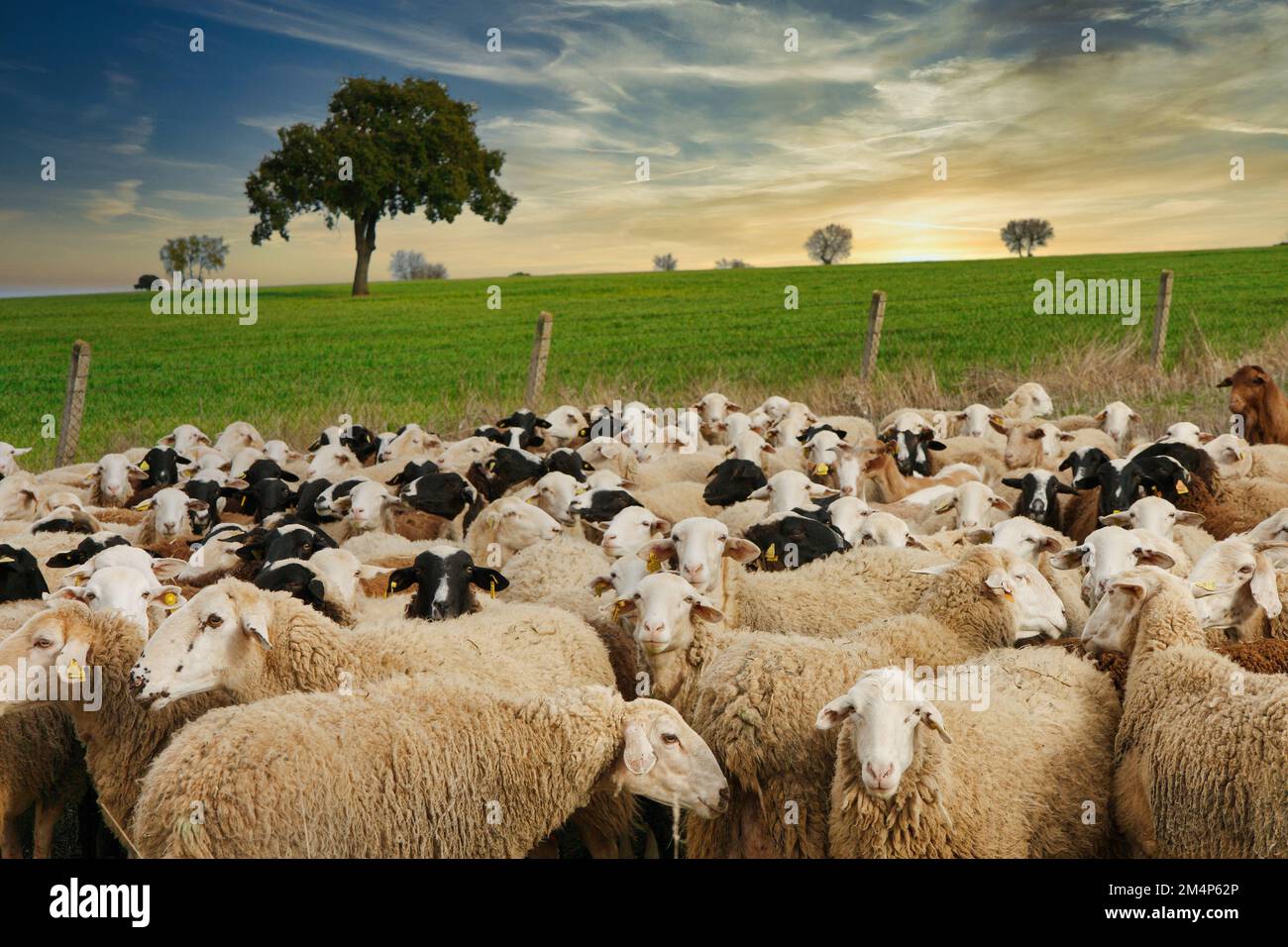 Queso zamorano hi-res stock photography and images - Alamy