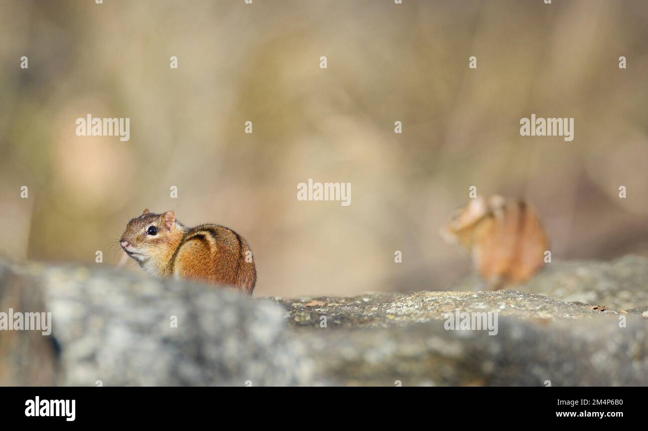 Cute chipmunks hi-res stock photography and images - Alamy