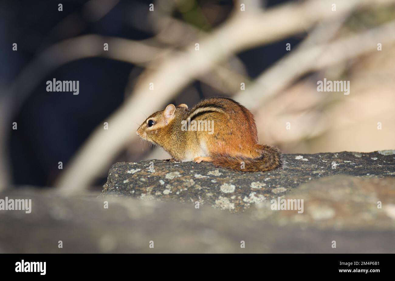 Cute chipmunks hi-res stock photography and images - Alamy