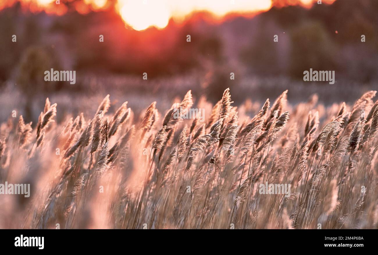 Sun rays captured in reed bed hi-res stock photography and images - Alamy