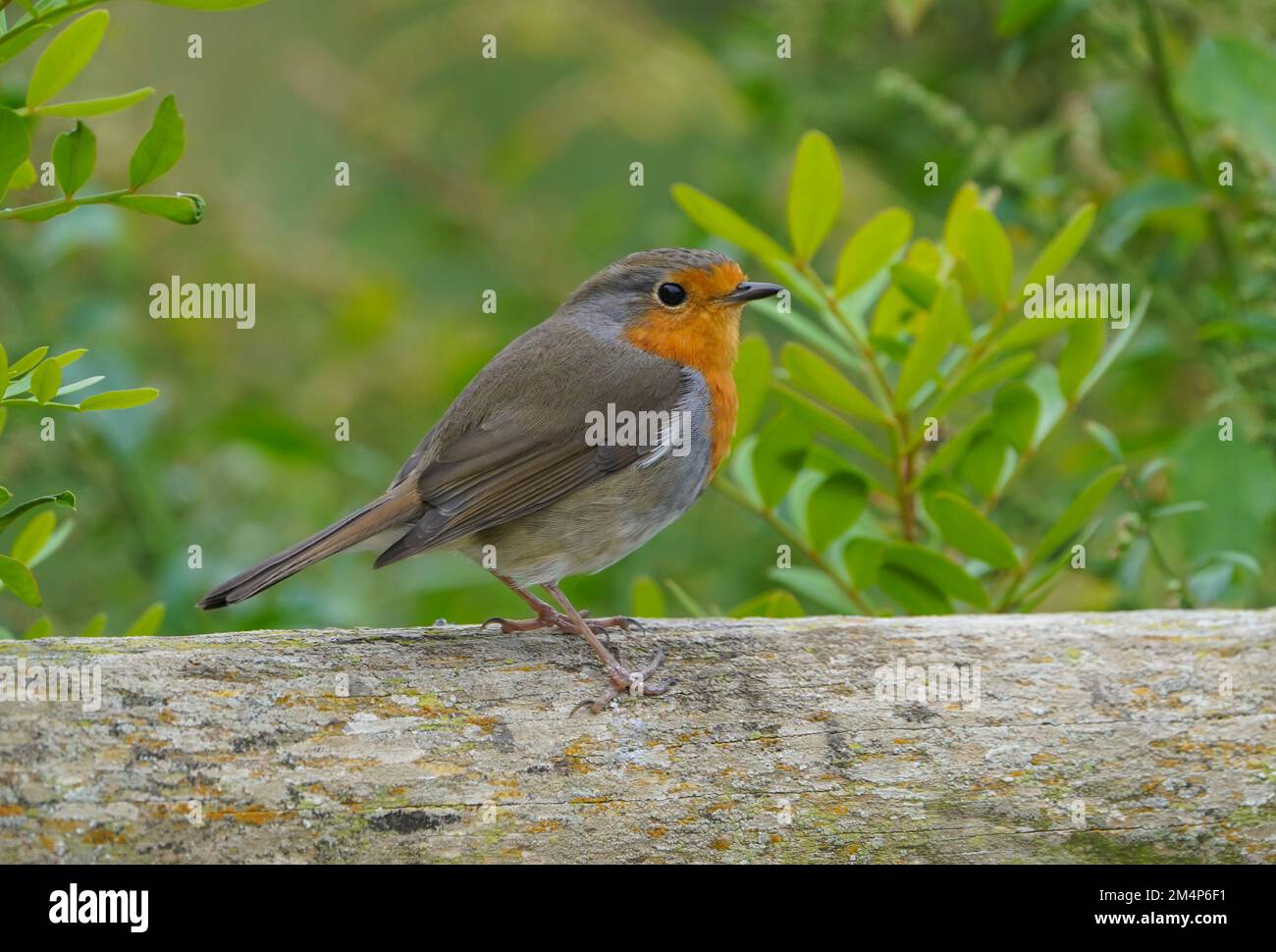 Robin bird european robin hi-res stock photography and images - Alamy