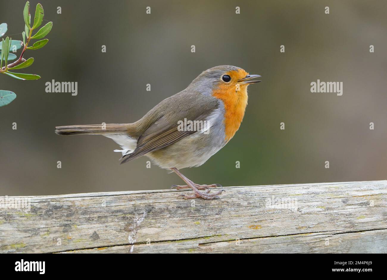 Robin bird european robin hi-res stock photography and images - Alamy