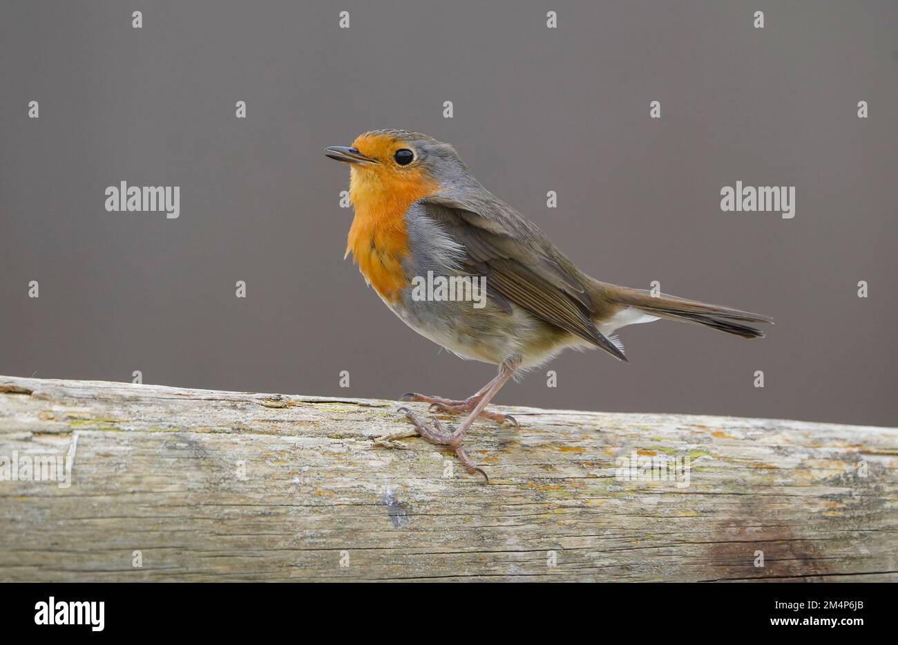 Avifauna of europe hi-res stock photography and images - Alamy