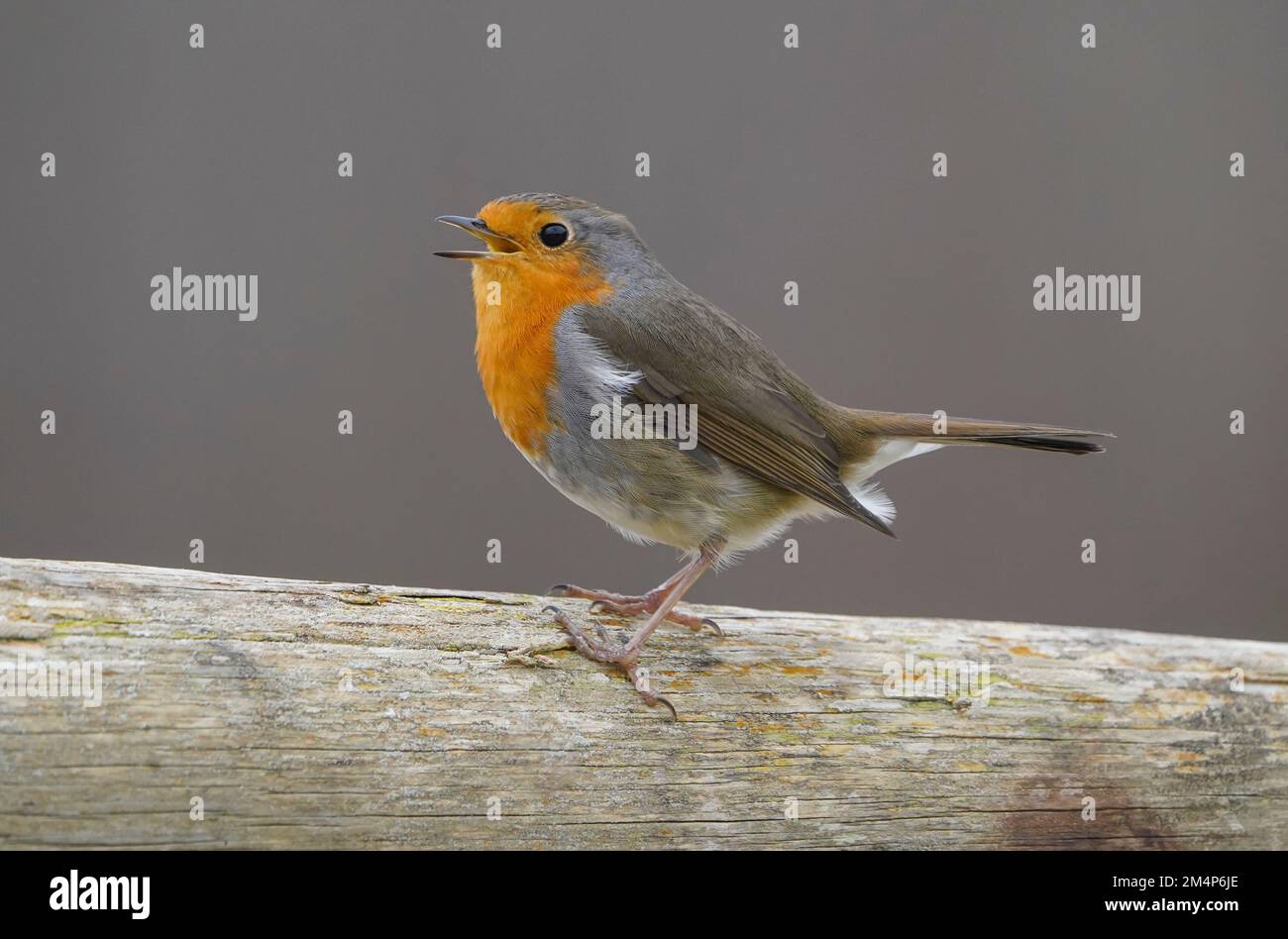 Robin bird european robin hi-res stock photography and images - Alamy