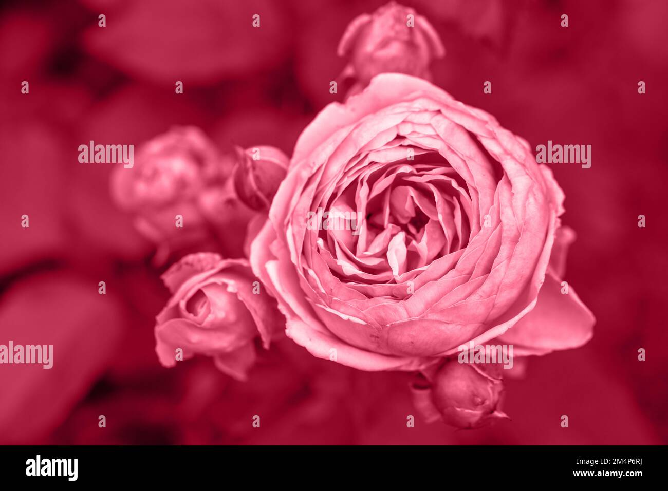 Viva magenta rose flowers close up, macro photo. Color of the year 2023 ...