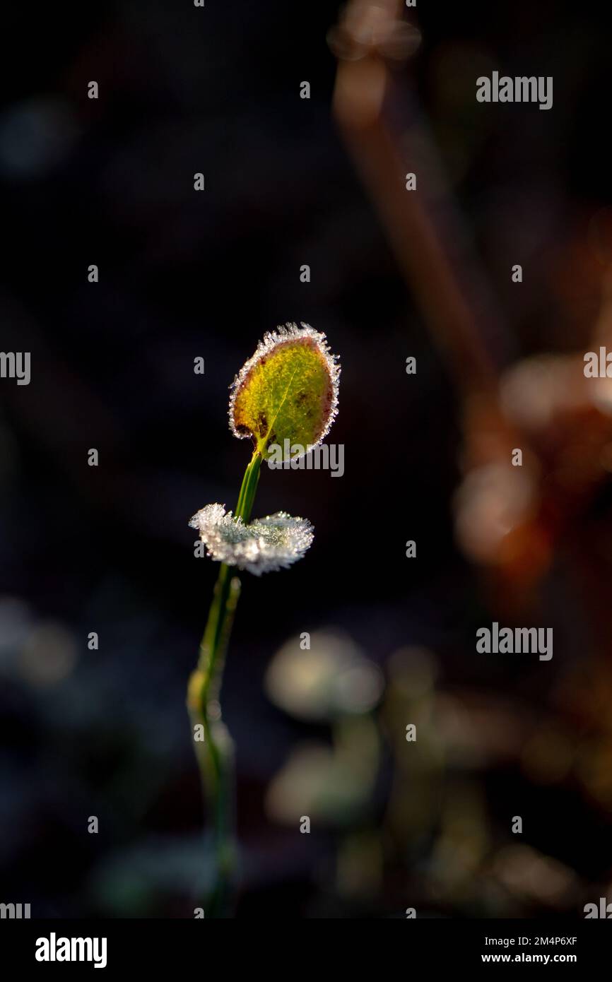 A delicate young plant caught in the sunlight with ice crystals formed ...