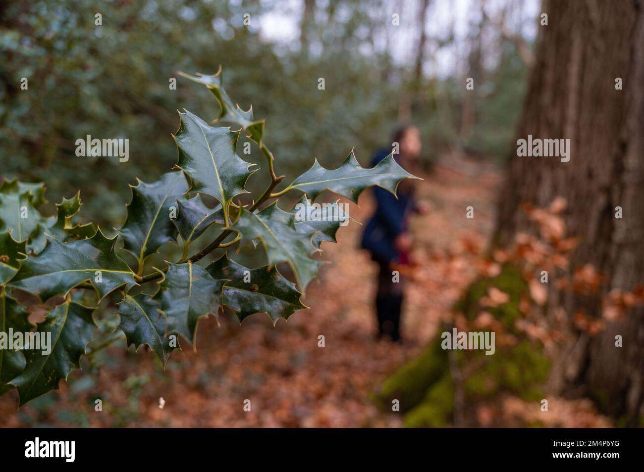 A macro shot of a branch of the Common holly plant on an autumn day ...