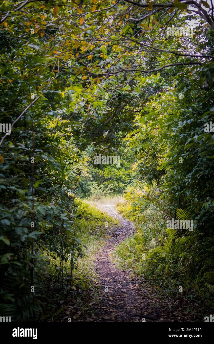 A vertical view of the wavy pathway of a botanical forest on an autumn ...