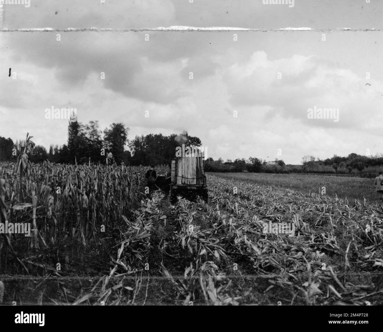 Hybrid Corn - Experimental Farm at Asile St-Leon. Photographs of ...