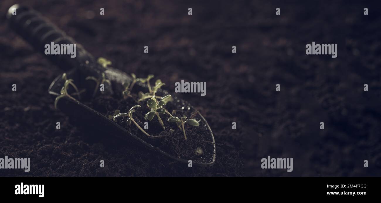 Mounded plant hi-res stock photography and images - Alamy