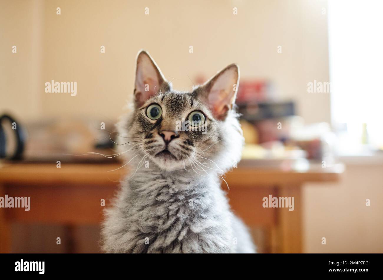 Funny cat with curious face at home. Selective focus with shallow depth ...