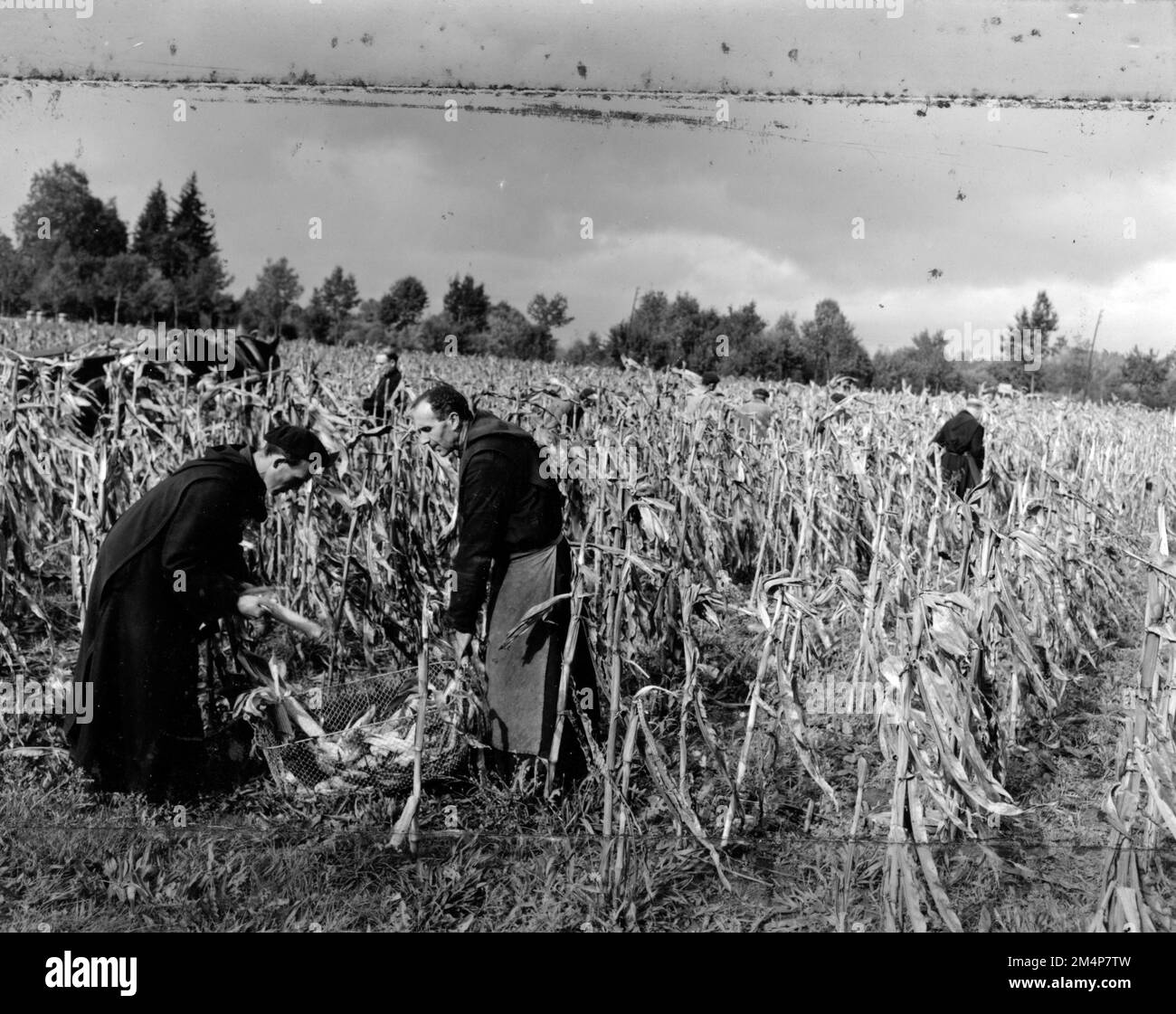 Hybrid Corn - Visit to the Madeleine Farm Near Pau. Photographs of ...