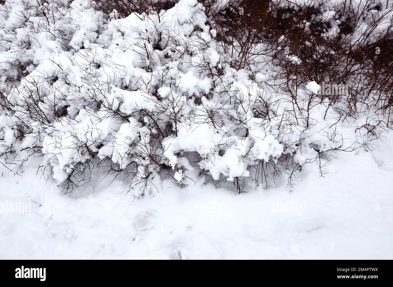 Winter snow in park. Bush covered with snow. Snowflakes Stock Photo - Alamy