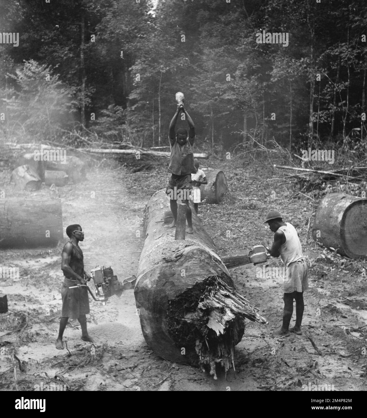 Magazine Unit - Logging in the Gabon. Photographs of Marshall Plan ...