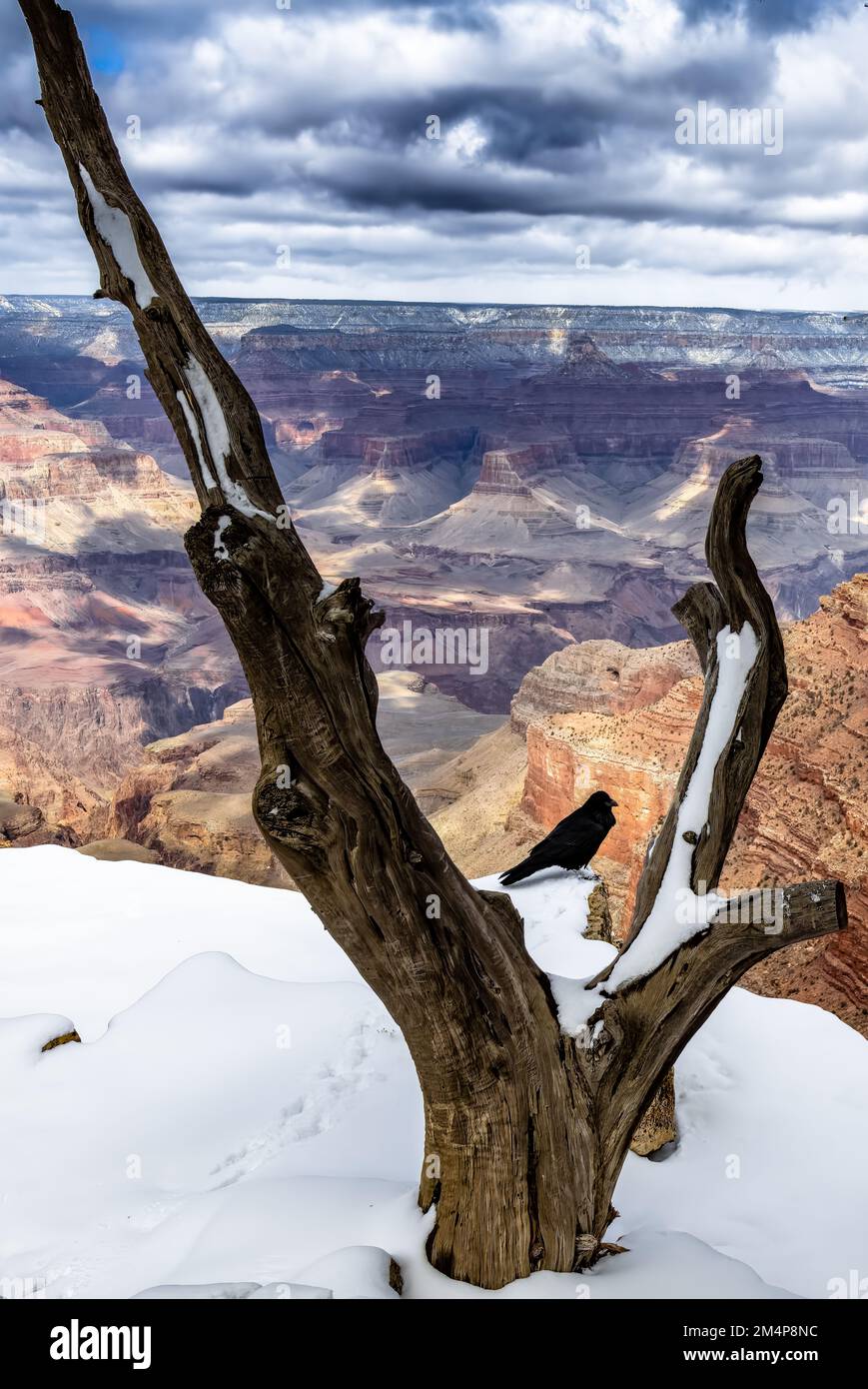 A breathtaking view of a raven on a dry tree over the Grand Canyon on a ...