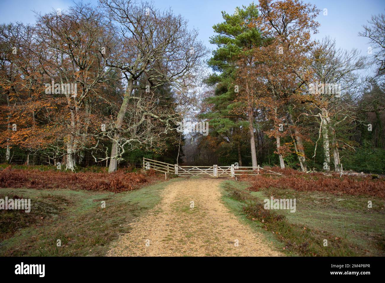 Landscape view of Cycle and walking paths in the New Forest near ...