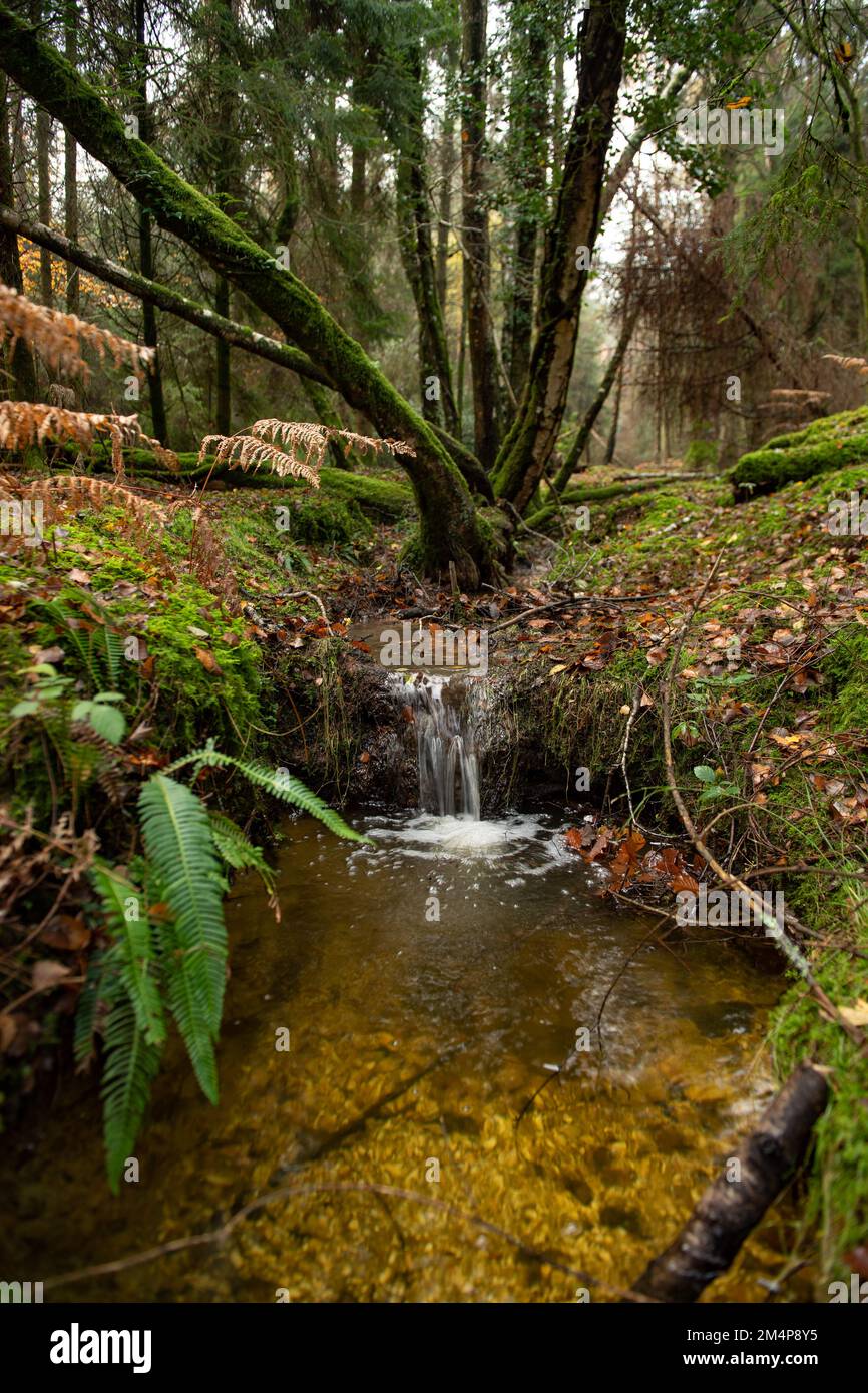 Stream in the New Forest Hampshire with a small waterfall surrounded by ...