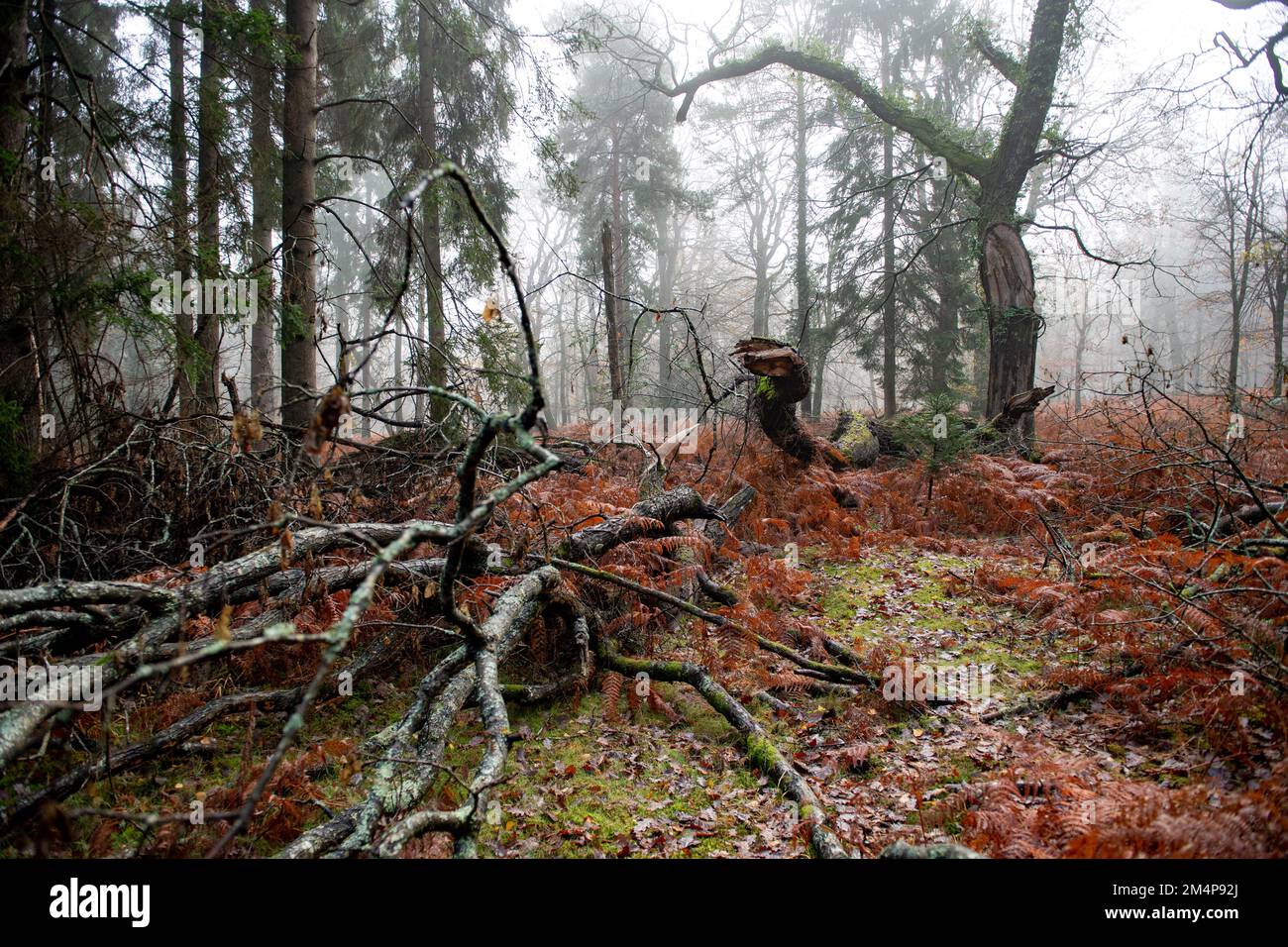 Biodiversity collapse hi-res stock photography and images - Alamy