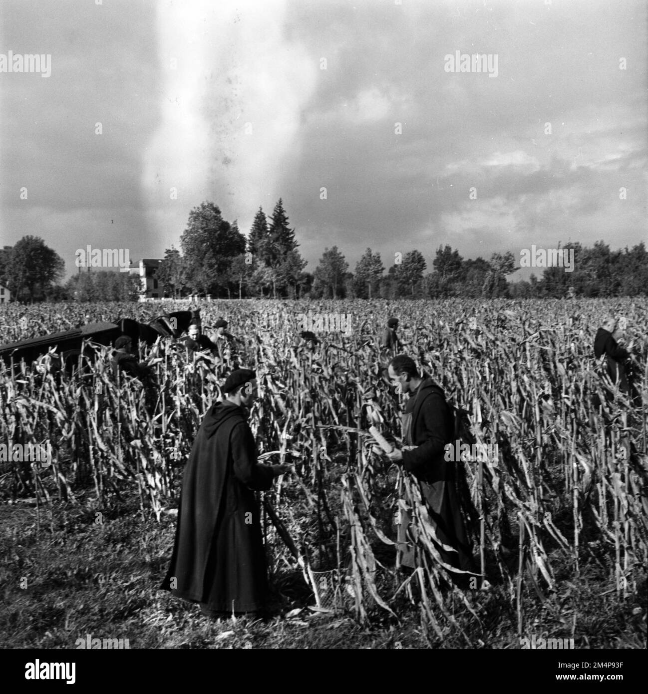 Hybrid Corn - Visit to the Madeleine Farm Near Pau. Photographs of ...