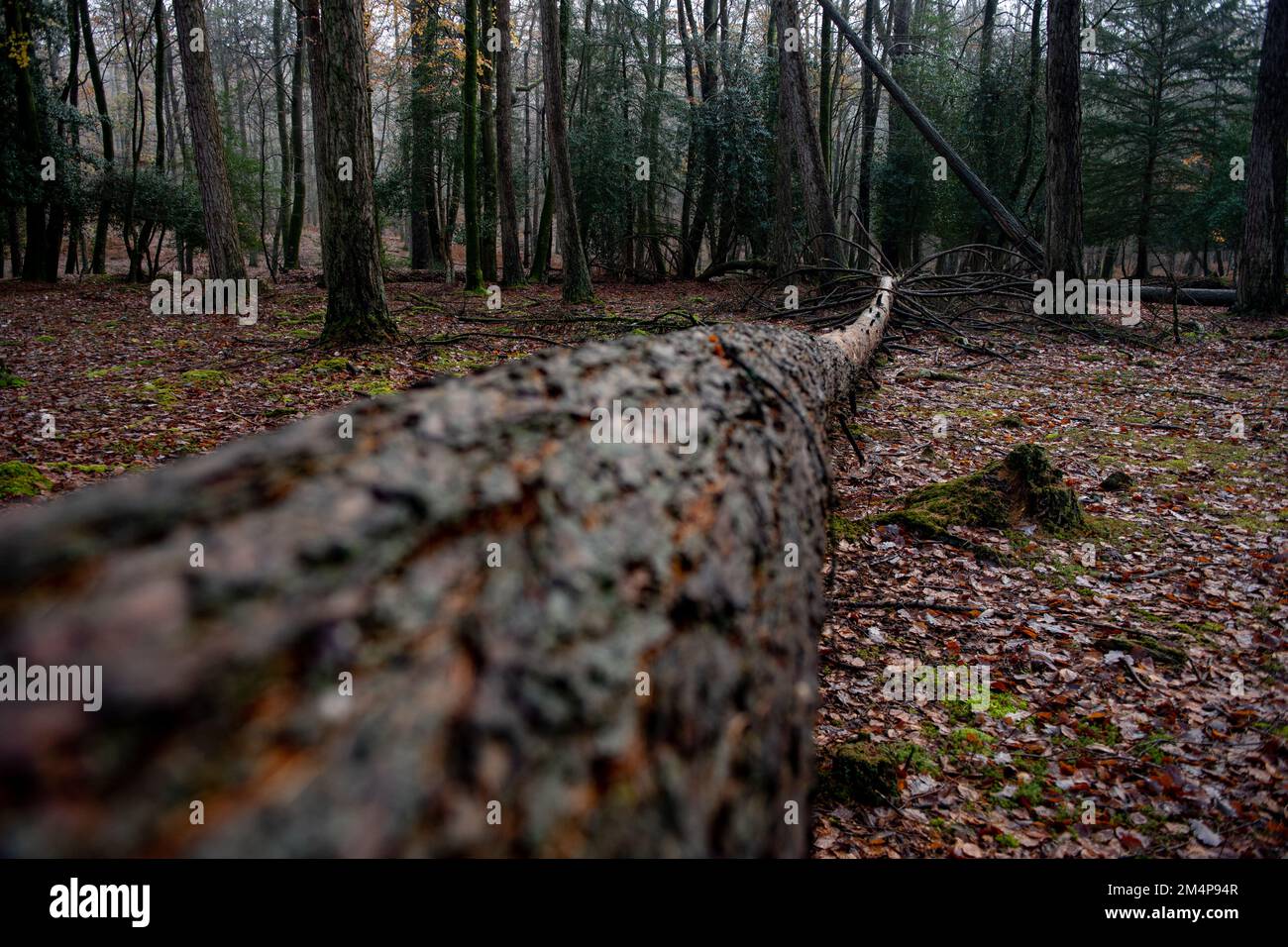A large fallen tree in the New Forest Hampshire UK split from the trunk ...