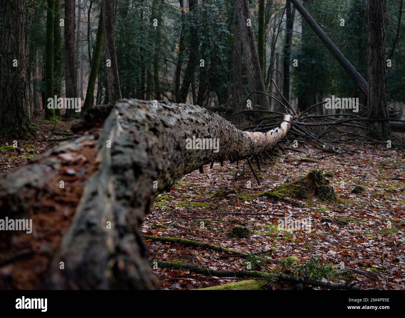 A large fallen tree in the New Forest Hampshire UK split from the trunk ...